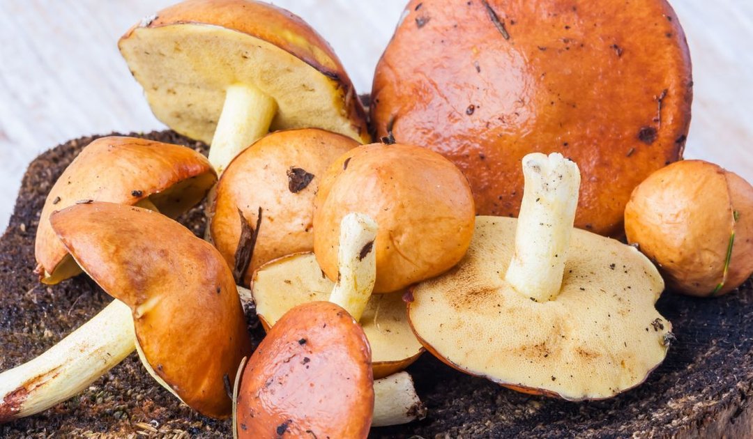 Czy można suszyć maślaki? Tak, ale jest ważny warunek | Smakosze