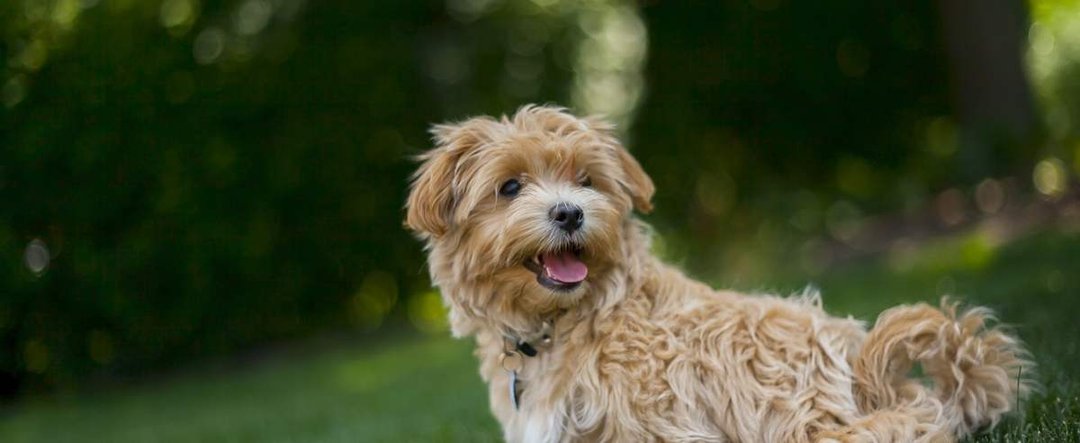 Maltipoo – urocza hybryda maltańczyka i pudla | Świat Zwierząt