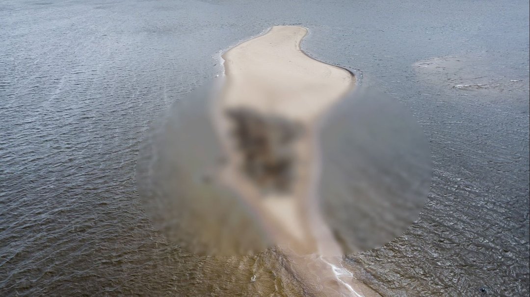 Stado fok wylegiwało się w rezerwacie Mewia Łacha. Media obiegły ...