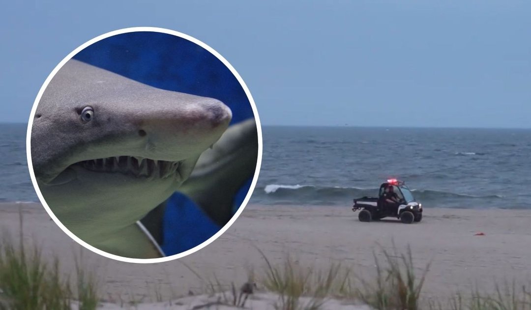 Atak rekina na popularnej plaży. 50-letnia kobieta jest w stanie ...