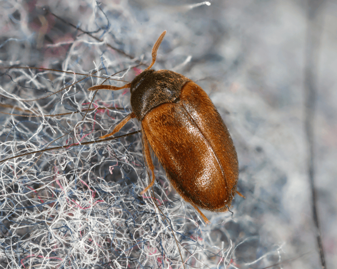 Latające robaki w domu. Dotarły do Polski z Afryki. Czy jest się czego ...