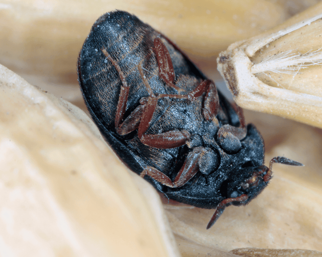 Latające robaki w domu. Dotarły do Polski z Afryki. Czy jest się czego ...