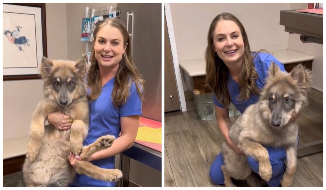 Lekarka weterynarii pokazała hybrydę wilka i psa. Syrus ma tylko 3 ...