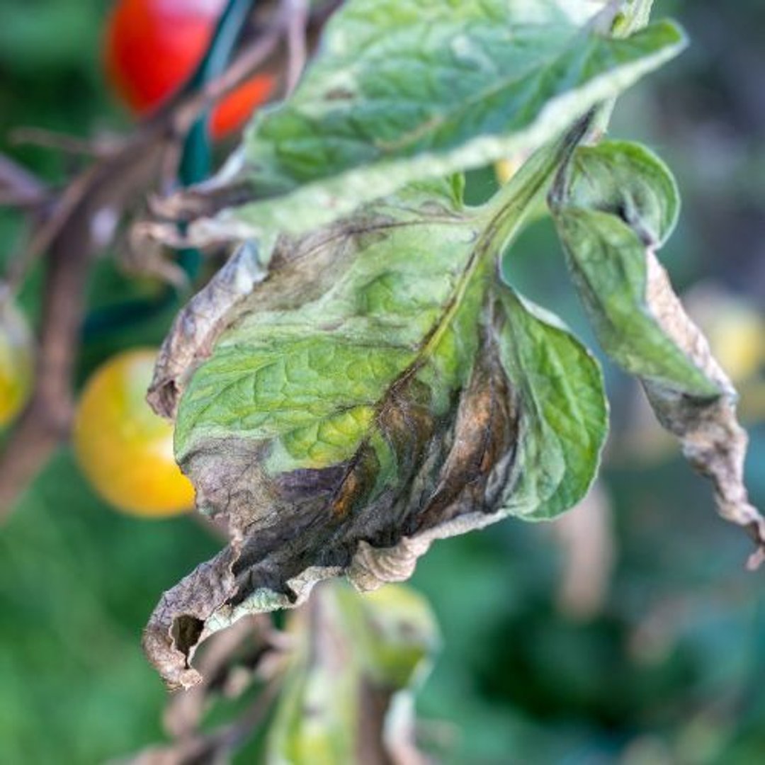 Oprysk na zarazę ziemniaczaną. Uratuj swoje pomidory | Domek i ogródek