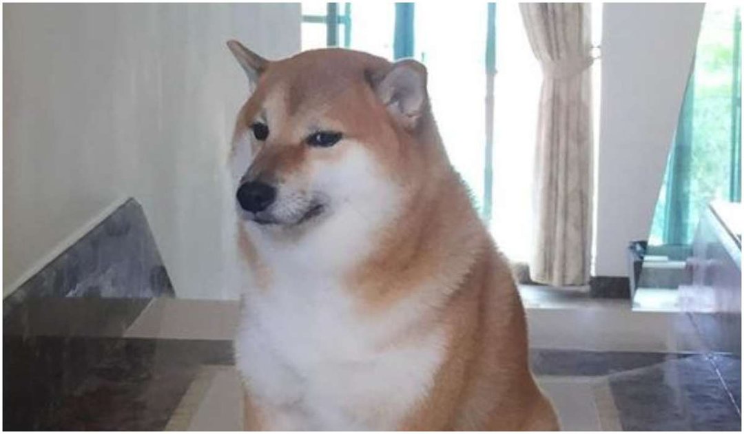 Tego psa zna cały świat, odszedł bohater kultowych memów. Shiba inu ...