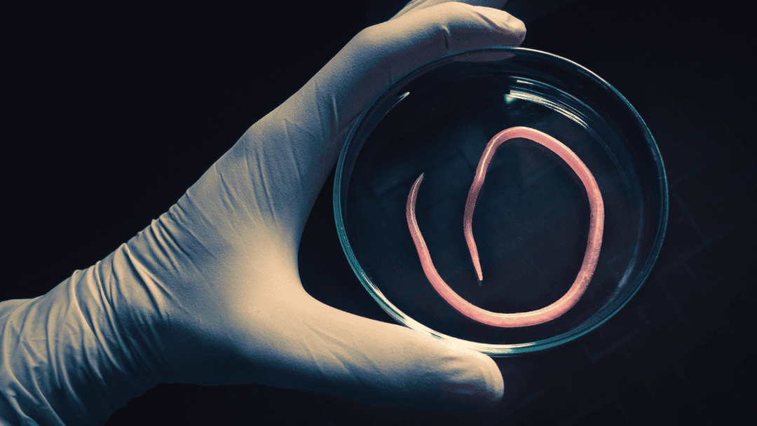 Glista ludzka – drogi zakażenia, objawy, leczenie