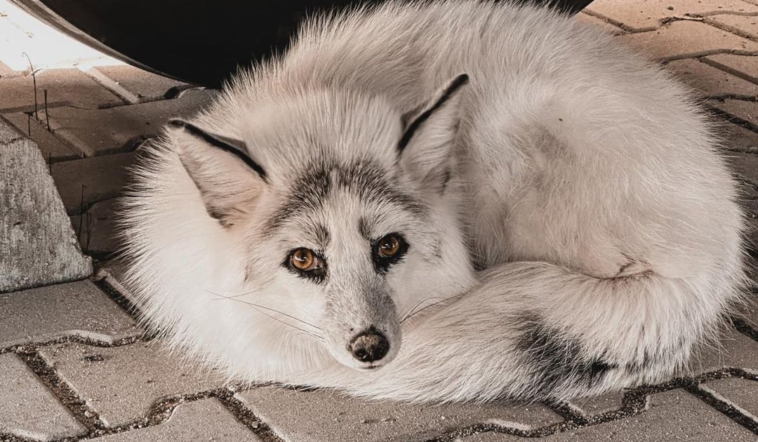 Biała lisica odłowiona z parkingu firmy kurierskiej. Internauci drżą o ...