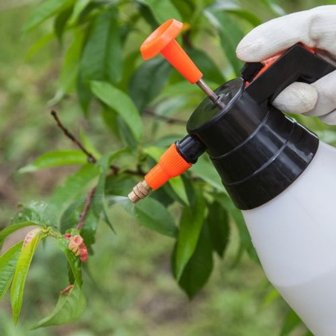 Profilaktyczny oprysk brzoskwini. Zrób go już w marcu | Domek i ogródek