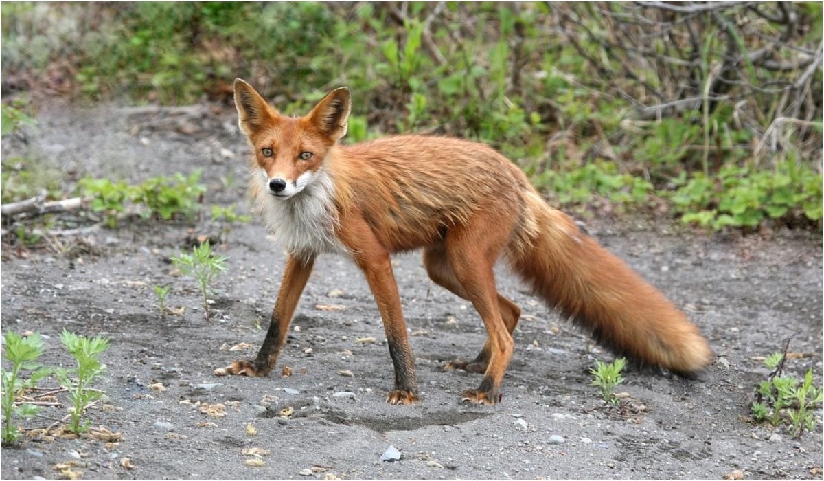 Jak odstraszyć lisa z kurnika i ogrodu? Wystarczy kilka kropel, a ...