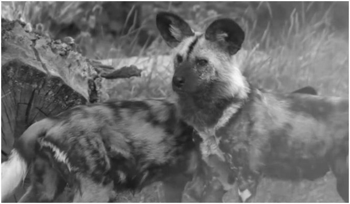 Smutne wieści z wrocławskiego ZOO, nie żyje Morgana. Lekarze musieli ...