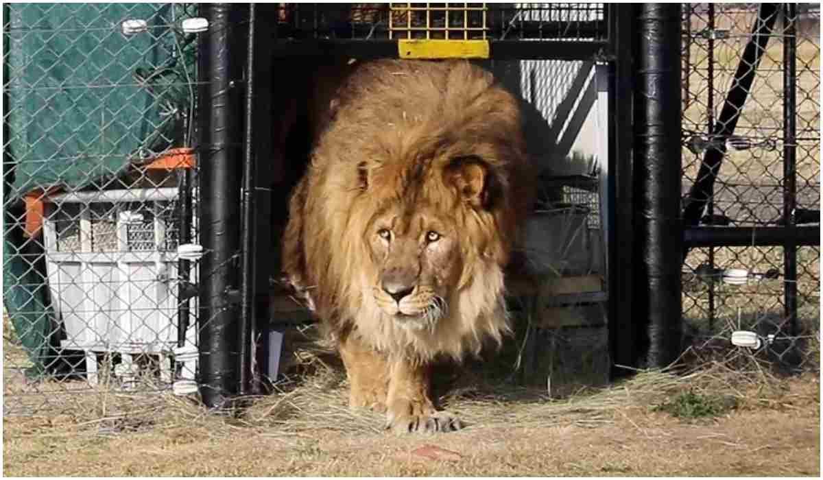 Zostawili go na 5 lat w opuszczonym zoo. Na widok "najsmutniejszego lwa ...