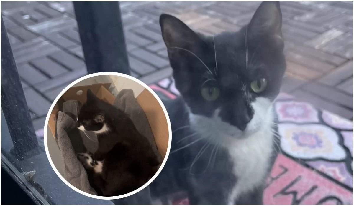 Bezdomna kotka przynosi rodzinie z sąsiedztwa swój największy skarb ...