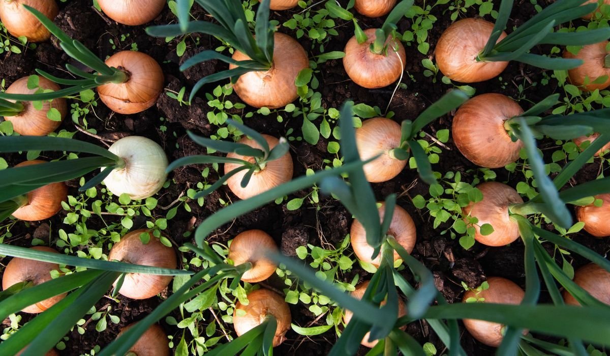 Cebula cukrowa urośnie szybciej do rozmiaru 70 cm. Tego potrzebuje