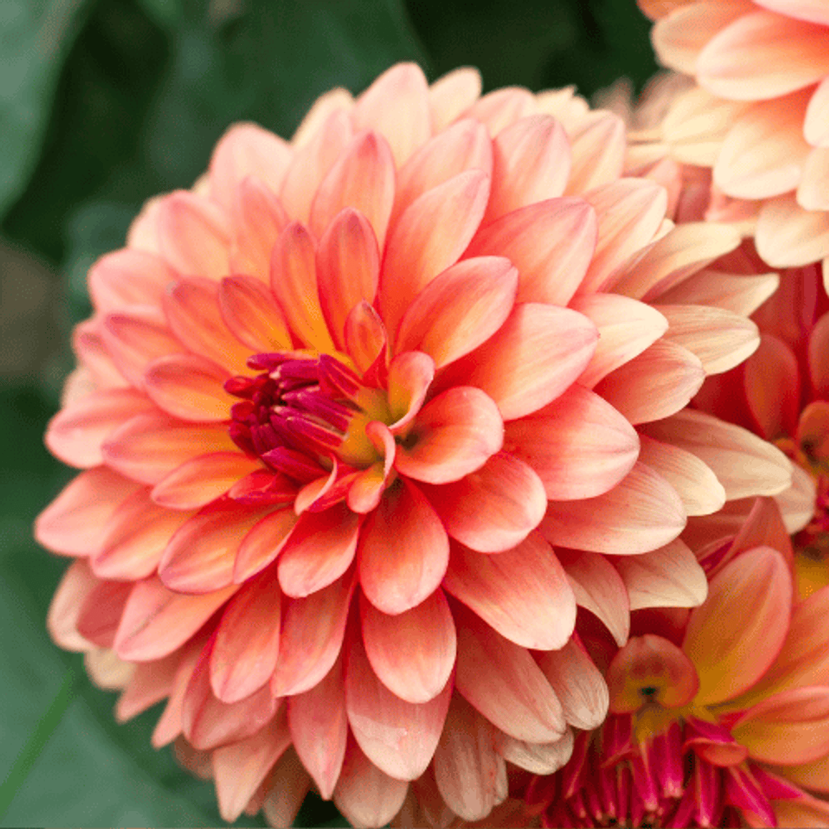 Sadzisz delię w ogrodzie? Tak pomnożysz ilość kwiatów wielokrotnie | Domek i ogródek