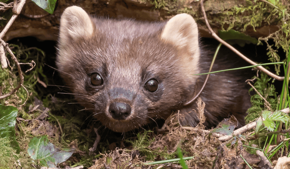 Kuny panikują, gdy tylko je poczują. Od razu uciekają z mojego domu | Domek i ogródek