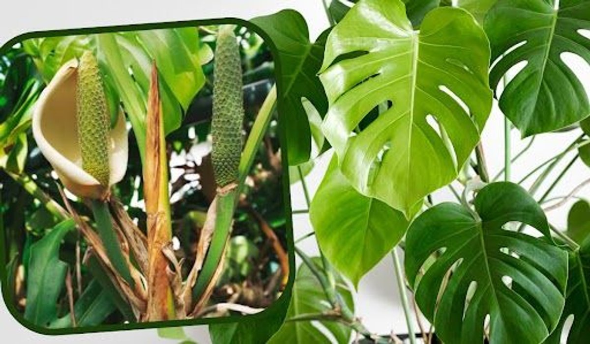 Czy wiesz, że monstera kwitnie? Jej owoce są jadalne