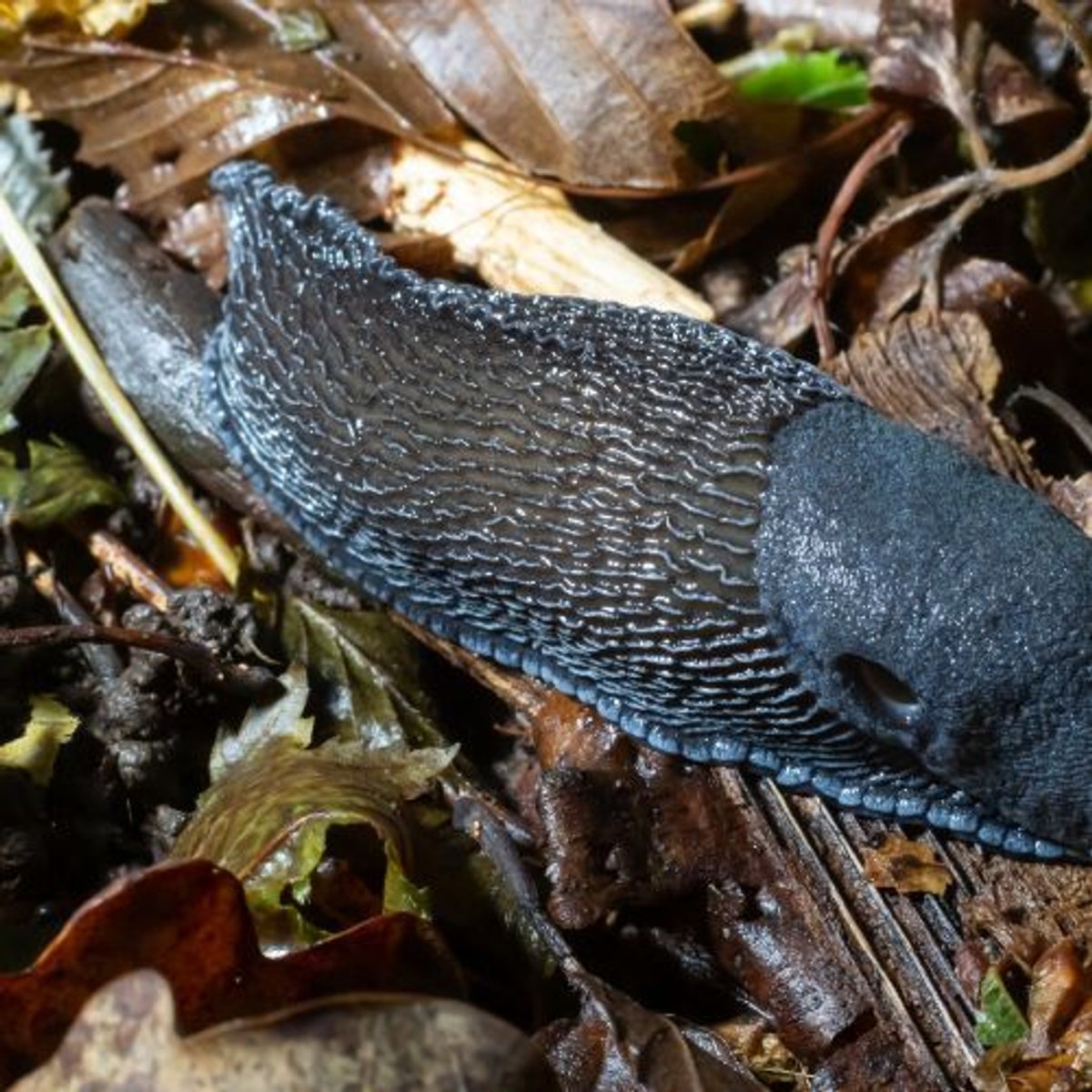 Ten ślimak żywi się wszystkim, nawet pisklętami. Jest już w Polsce ...