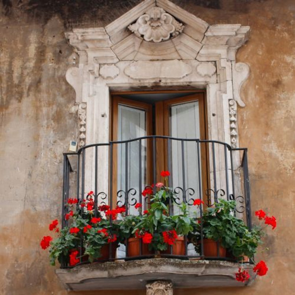 Tak zimują pelargonie najlepsi. Wytrwają silne aż do wiosny | Domek i ...