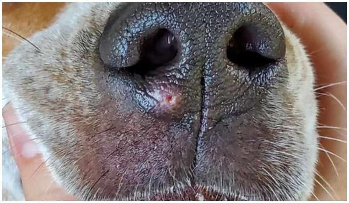 Zobaczyła guzek na psim pyszczku. Trudno uwierzyć, co zagnieździło się ...