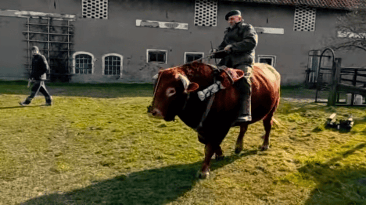 Ma 70 lat i ujeżdża byki. Niezwykła historia Romana Zaklinacza Byków