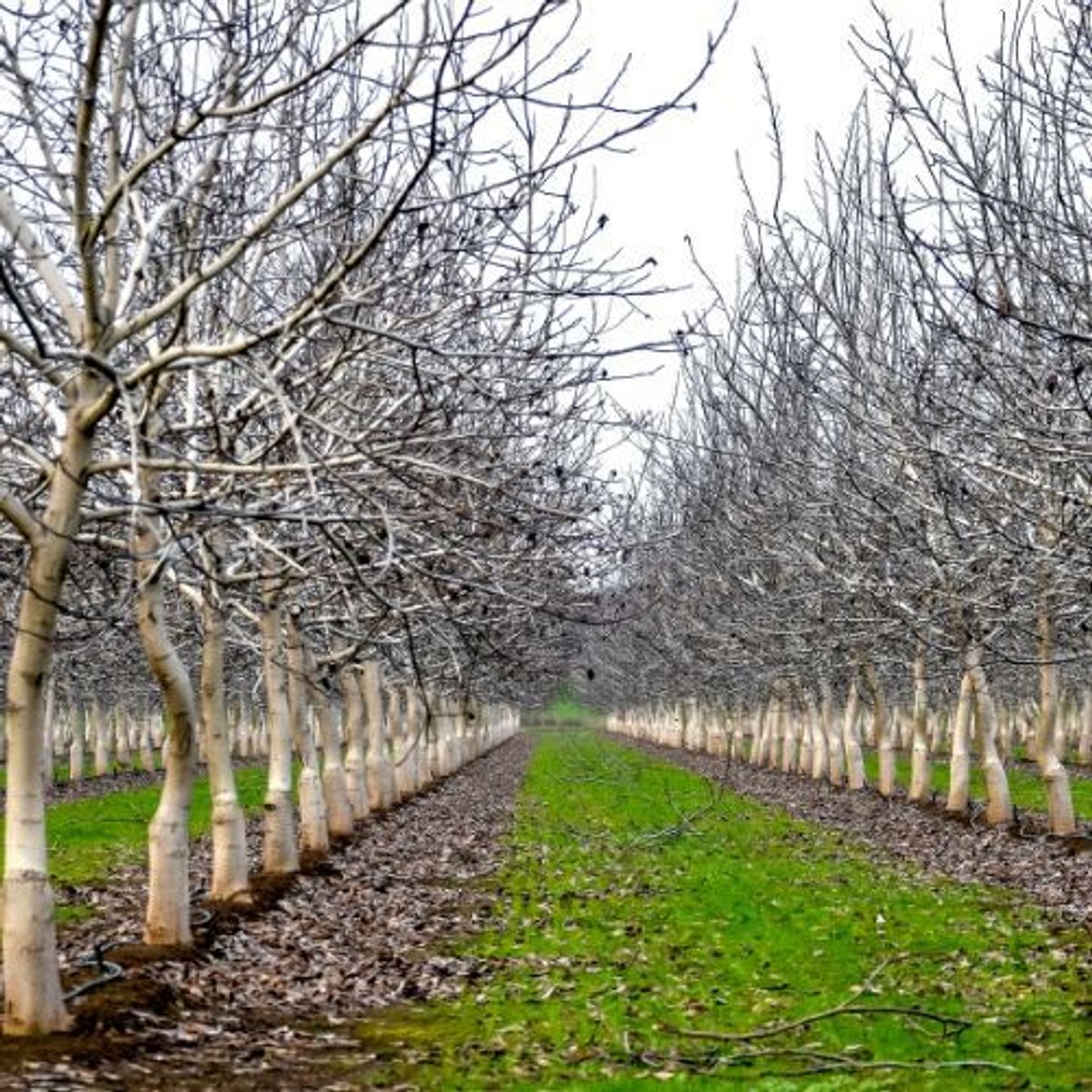 Już w lutym spryskaj nim drzewa owocowe. Żaden grzyb nie będzie miał szans | Domek i ogródek