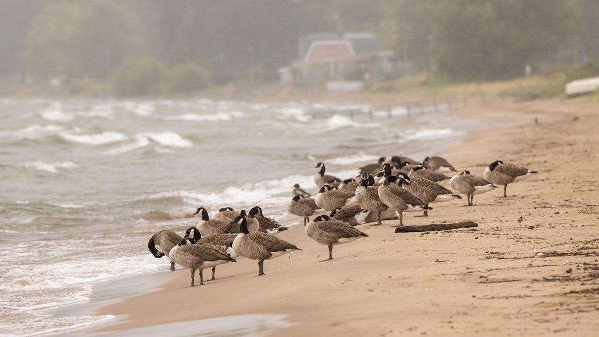 Kalipoz prolongatum – skład leku, wskazania, skutki uboczne