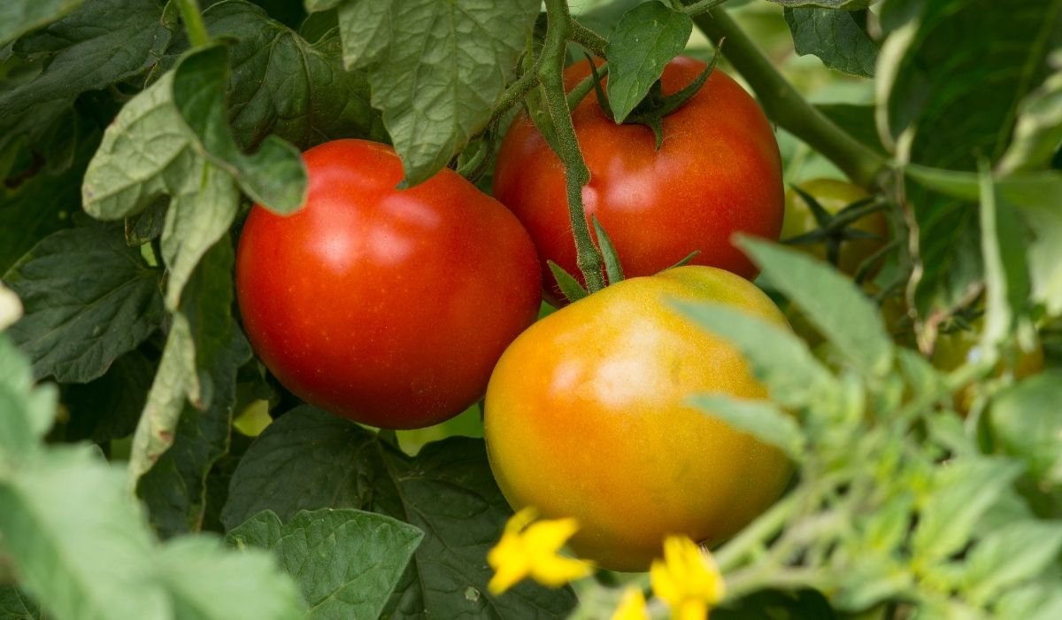 1 krzak i aż 8 kg zbiorów. Te pomidory to hit sezonu