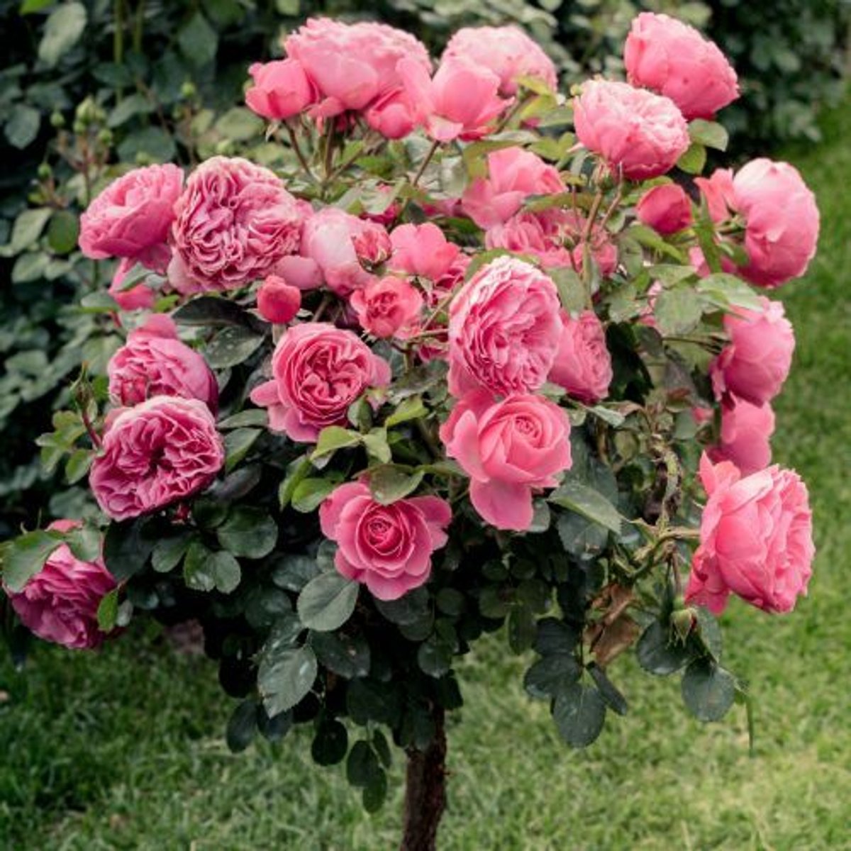 1 składnik do karmienia róży. Kwiaty nie opadną przez cały sezon ...