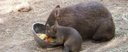 Wombat australijski - sympatyczny torbacz zagrożony wyginięciem | Świat ...