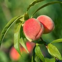 Profilaktyczny oprysk brzoskwini. Zrób go już w marcu | Domek i ogródek