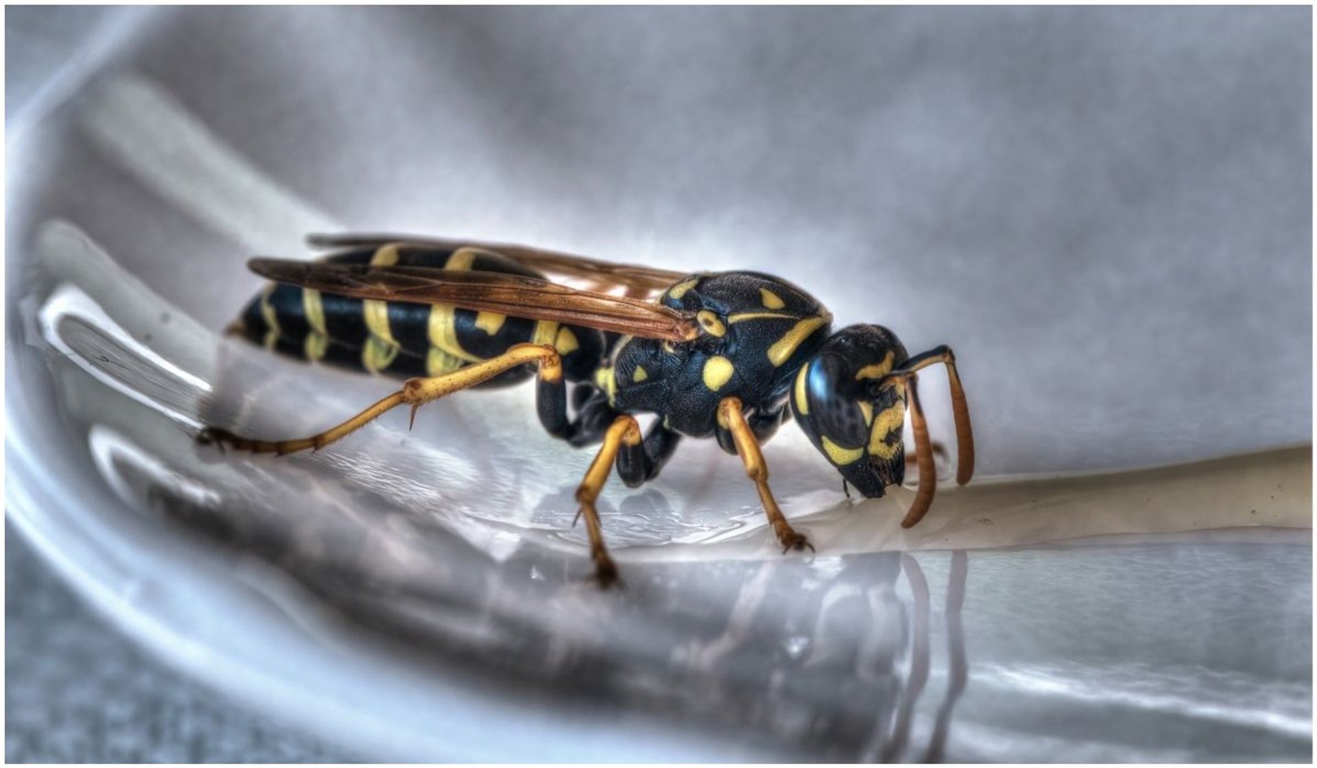 Najbardziej niebezpieczne owady w Polsce. Uważaj, niektóre mogą ...