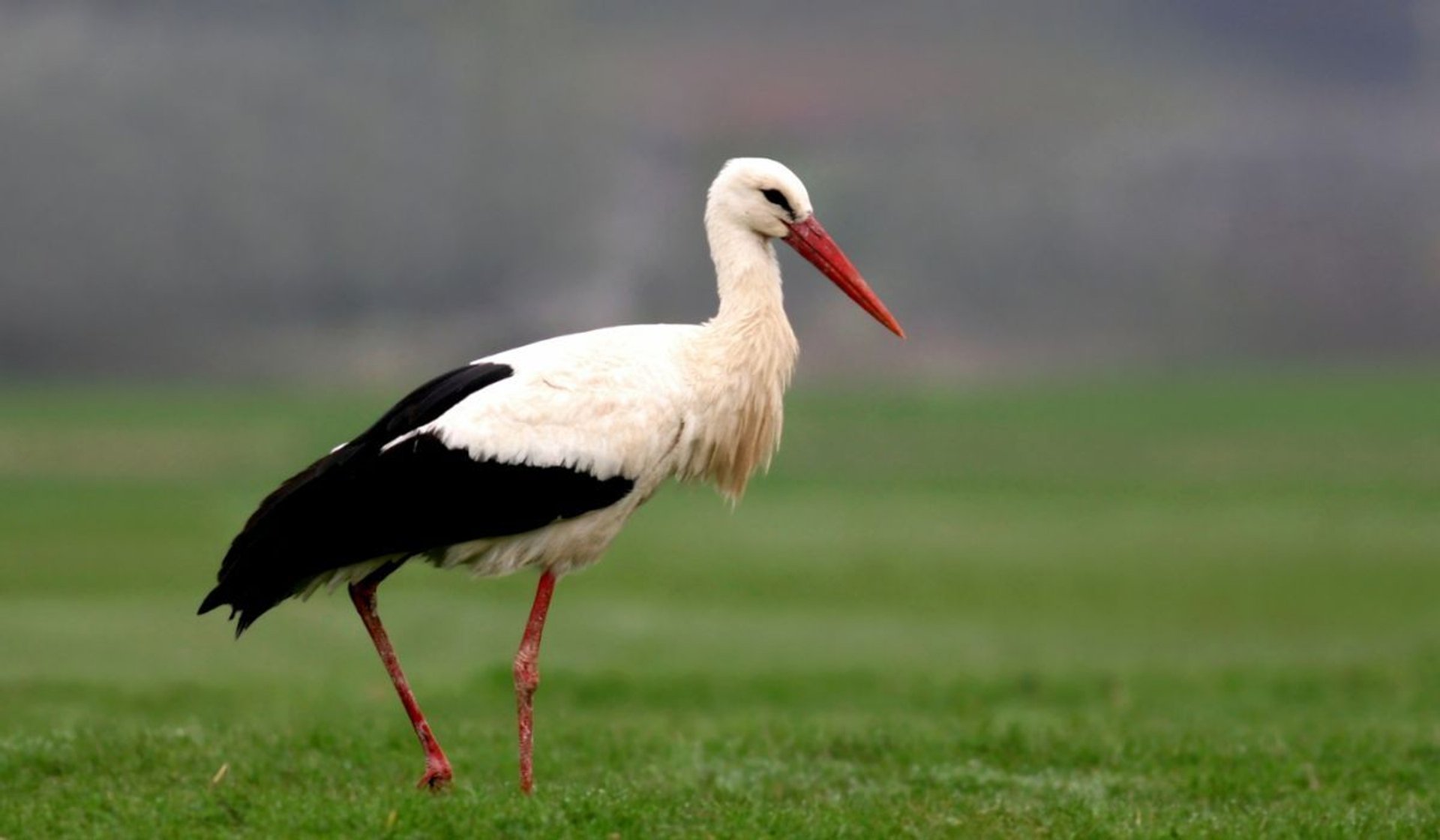 Bocian zapukał do jej drzwi. Zachował się przedziwnie | Domek i ogródek