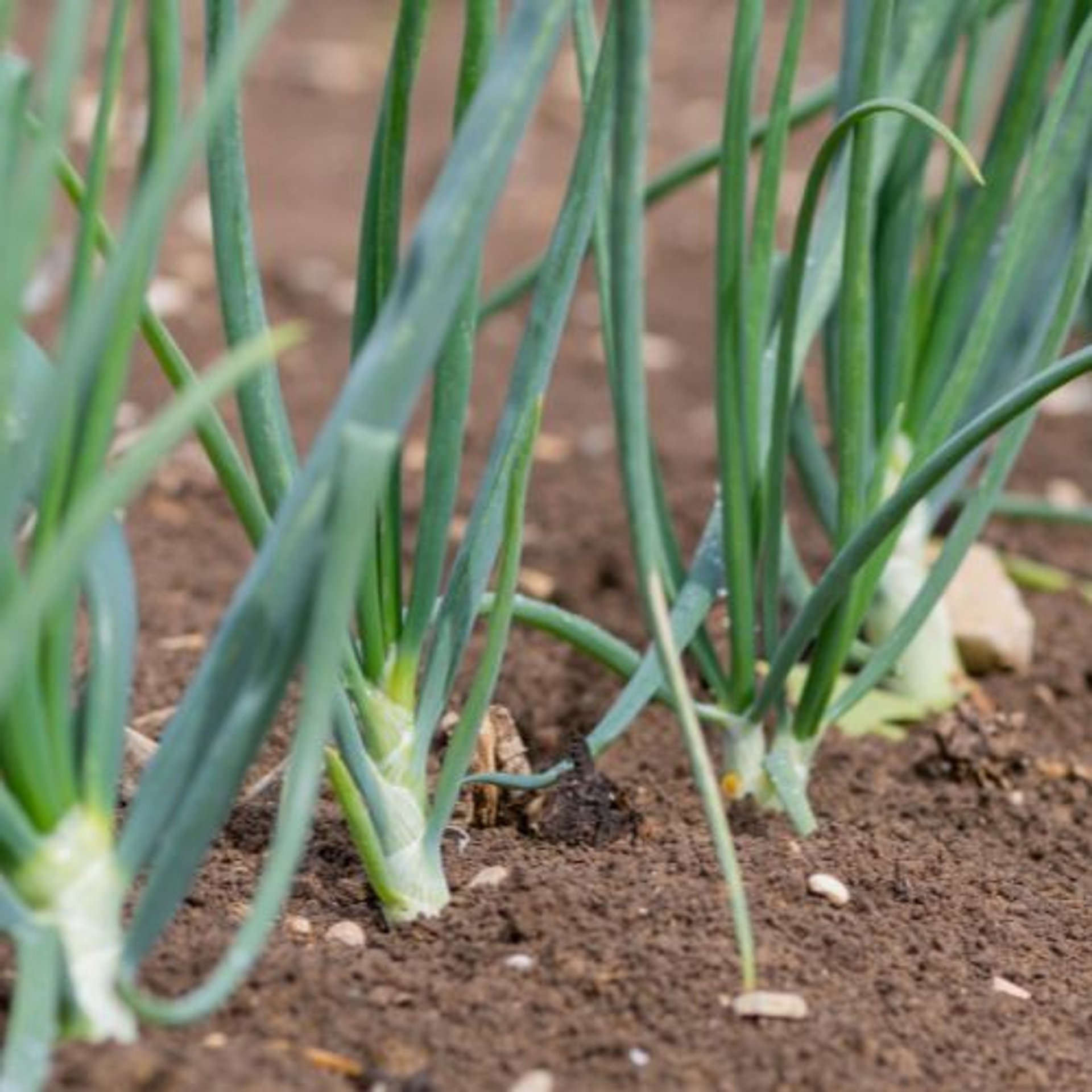 Rozsyp wokół cebuli. Zbiory będą wyjątkowo obfite | Domek i ogródek