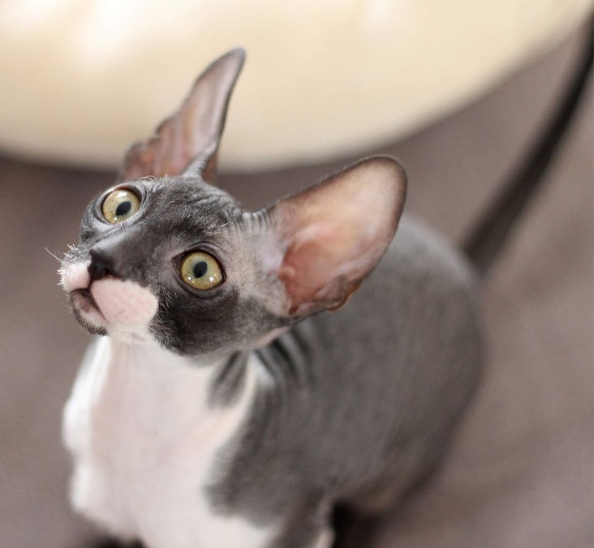 5 najbardziej unikatowych ras kotów. Jeden z nich ma króliczy ogonek ...