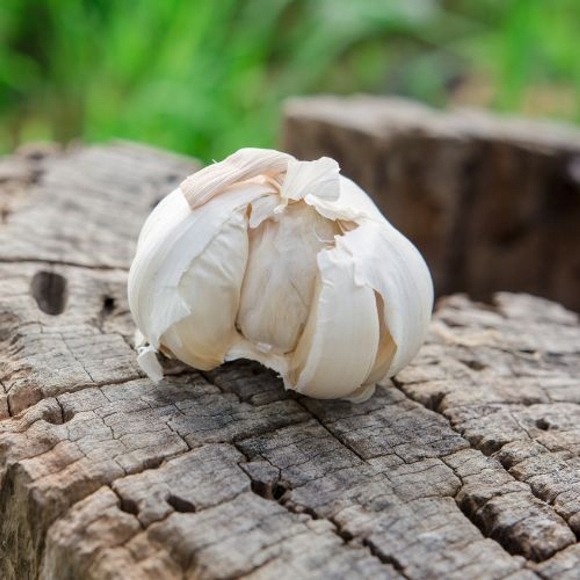 Główki czosnku będą jak pięść. Trzymaj się tych zasad | Domek i ogródek