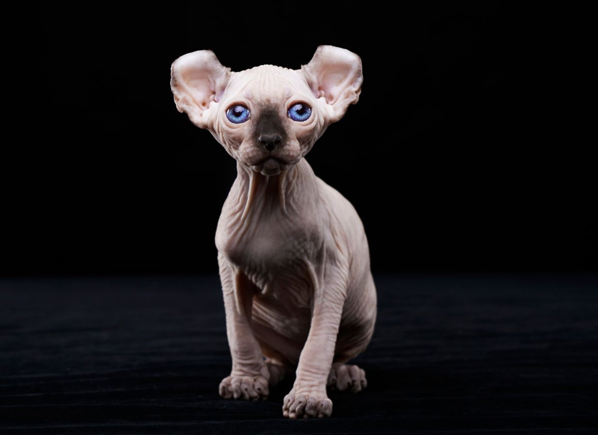 5 najbardziej unikatowych ras kotów. Jeden z nich ma króliczy ogonek ...