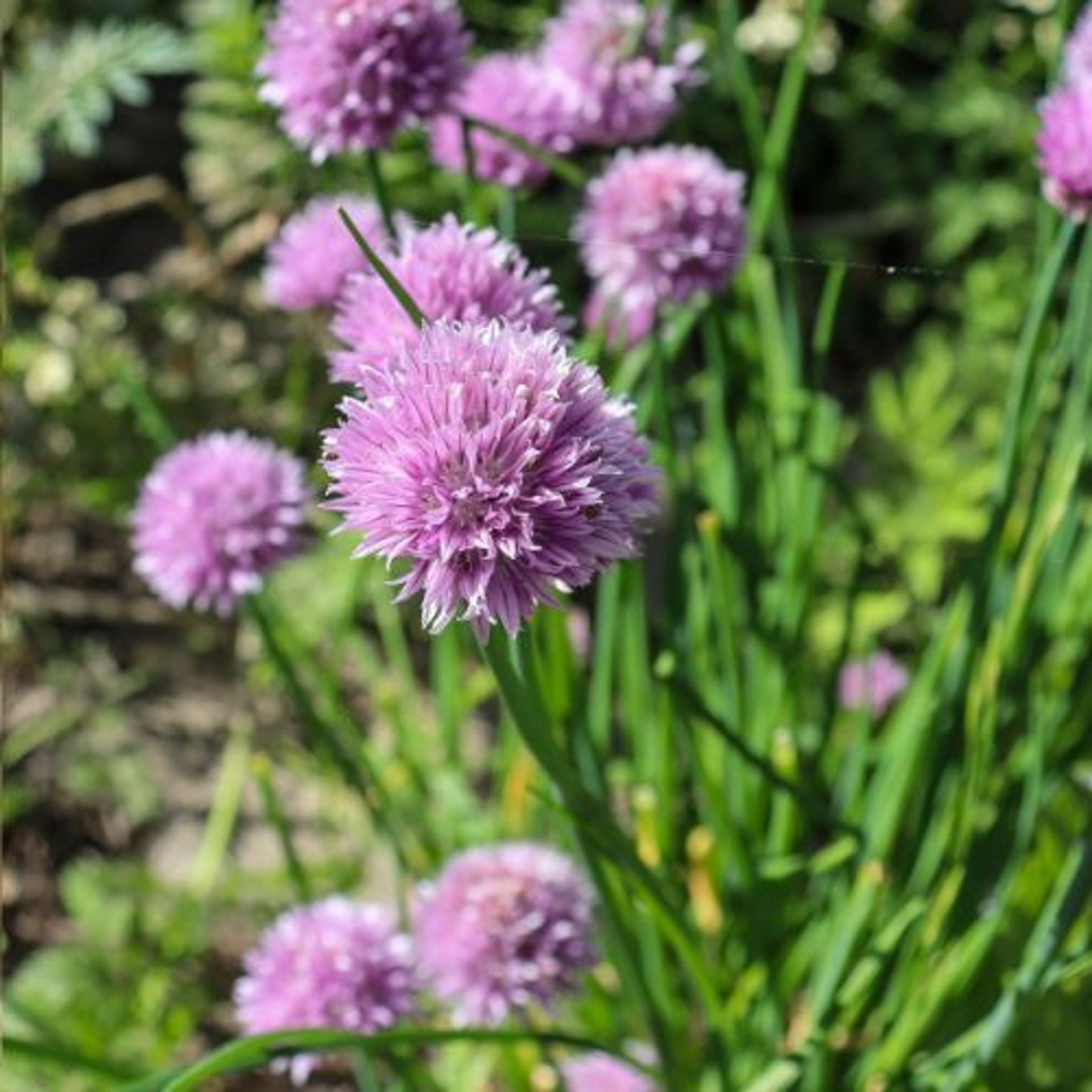 Cebula cukrowa urośnie szybciej do rozmiaru 70 cm. Tego potrzebuje ...