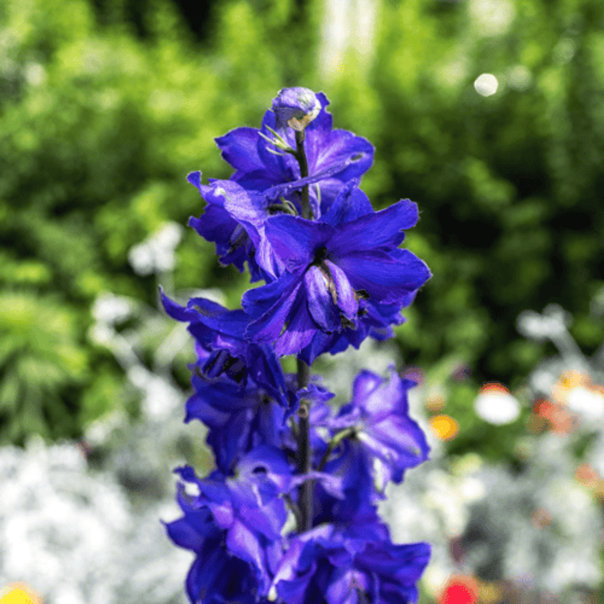 Wykonuję tylko 1 czynność. Ostróżka ogrodowa odwdzięcza się barwnymi ...