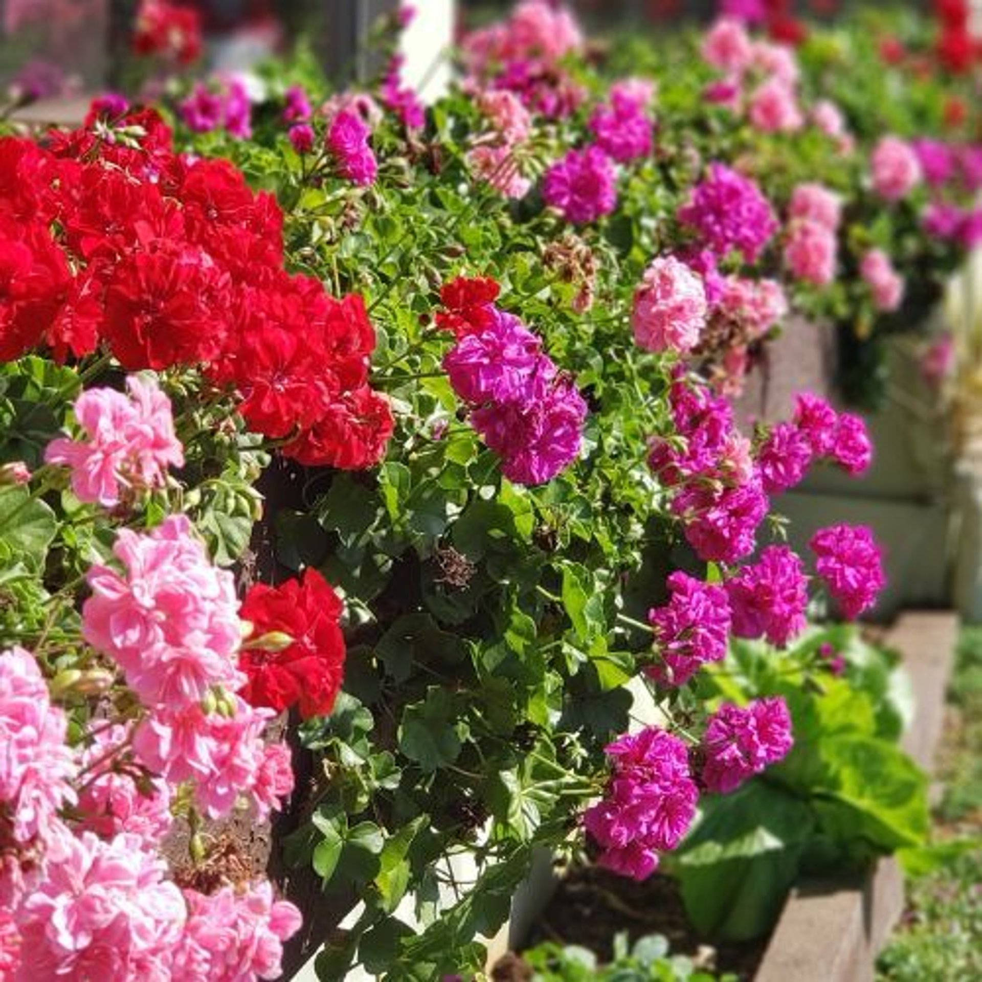 Tak nasze babcie pobudzały pelargonie do kwitnienia | Domek i ogródek