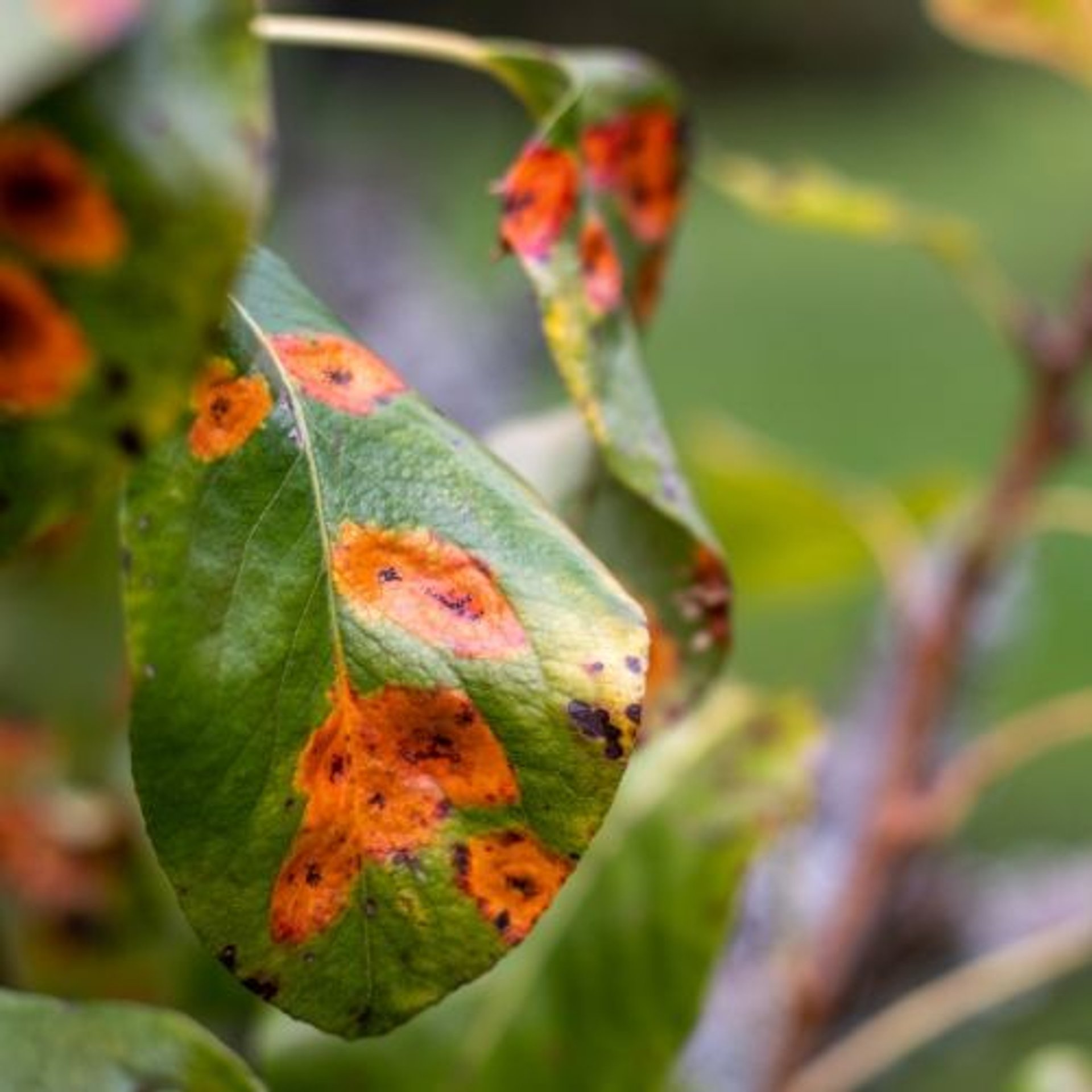 Rdza gruszy - jak się jej pozbyć? Zwalczanie, zapobieganie i opryski ...