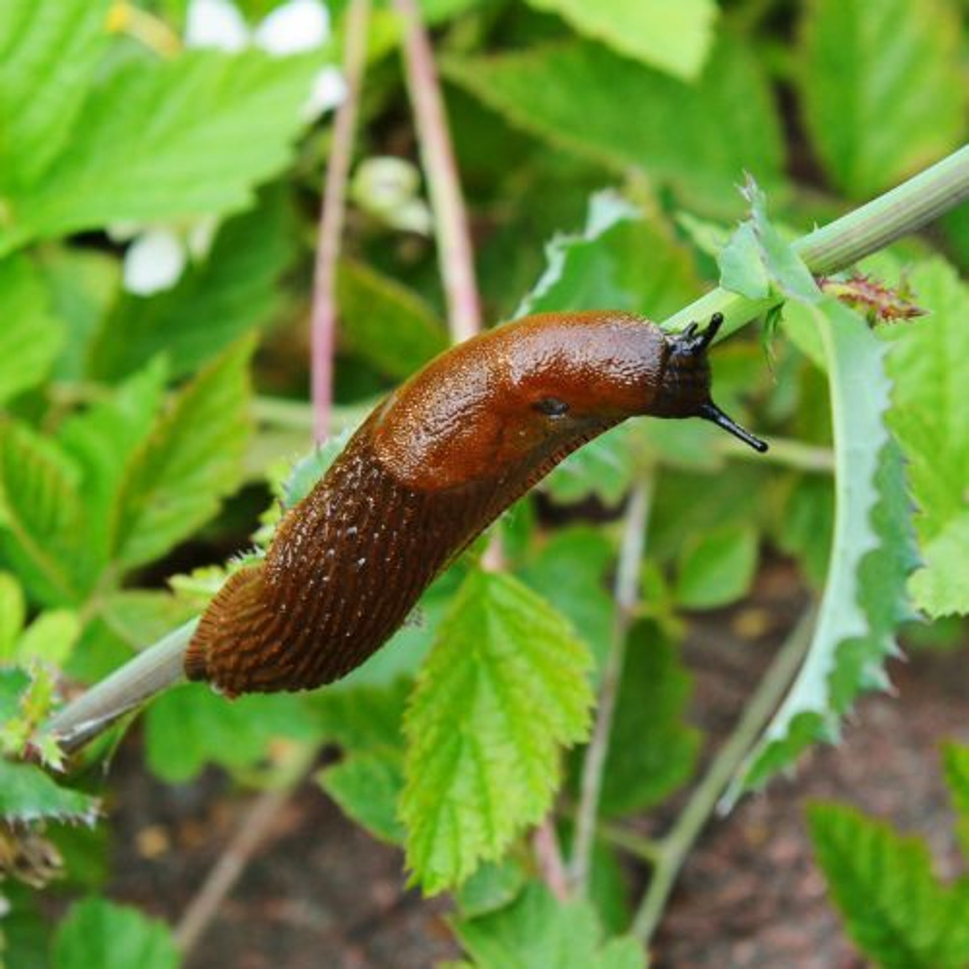 Ten ślimak żywi się wszystkim, nawet pisklętami. Jest już w Polsce ...