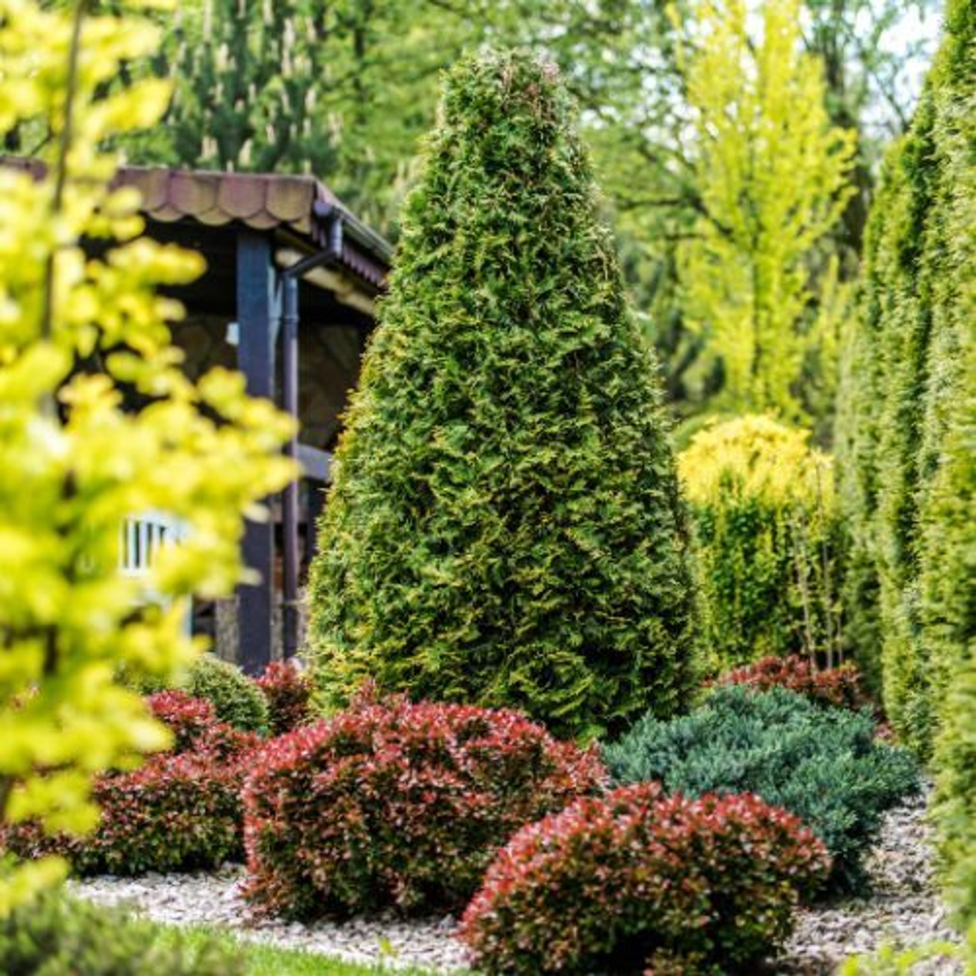 Dlaczego tuje robią się brązowe w środku? Oto, co można zrobić | Domek ...