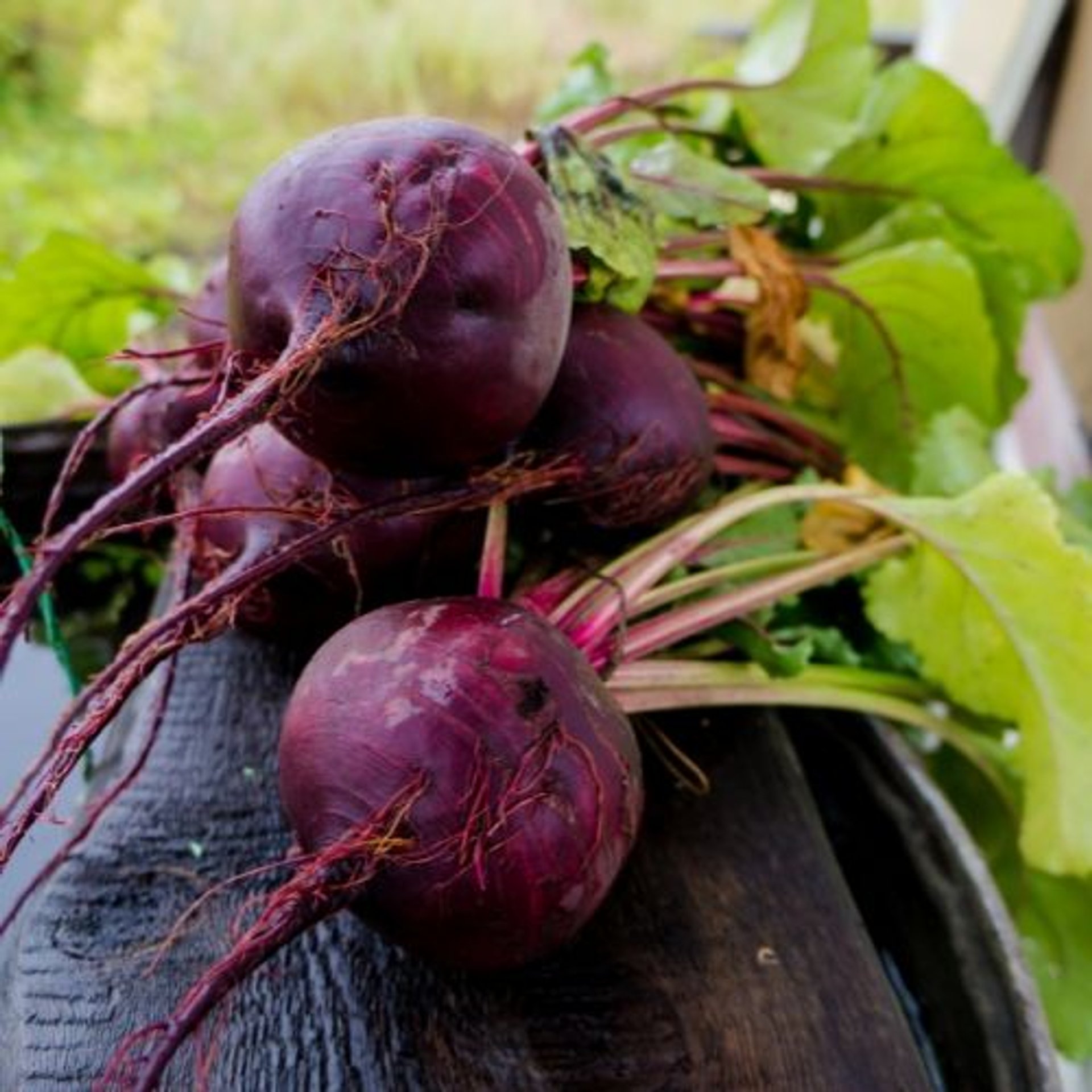 Rozsyp na grządkach zanim posiejesz buraki. Będą duże i smaczne | Domek ...