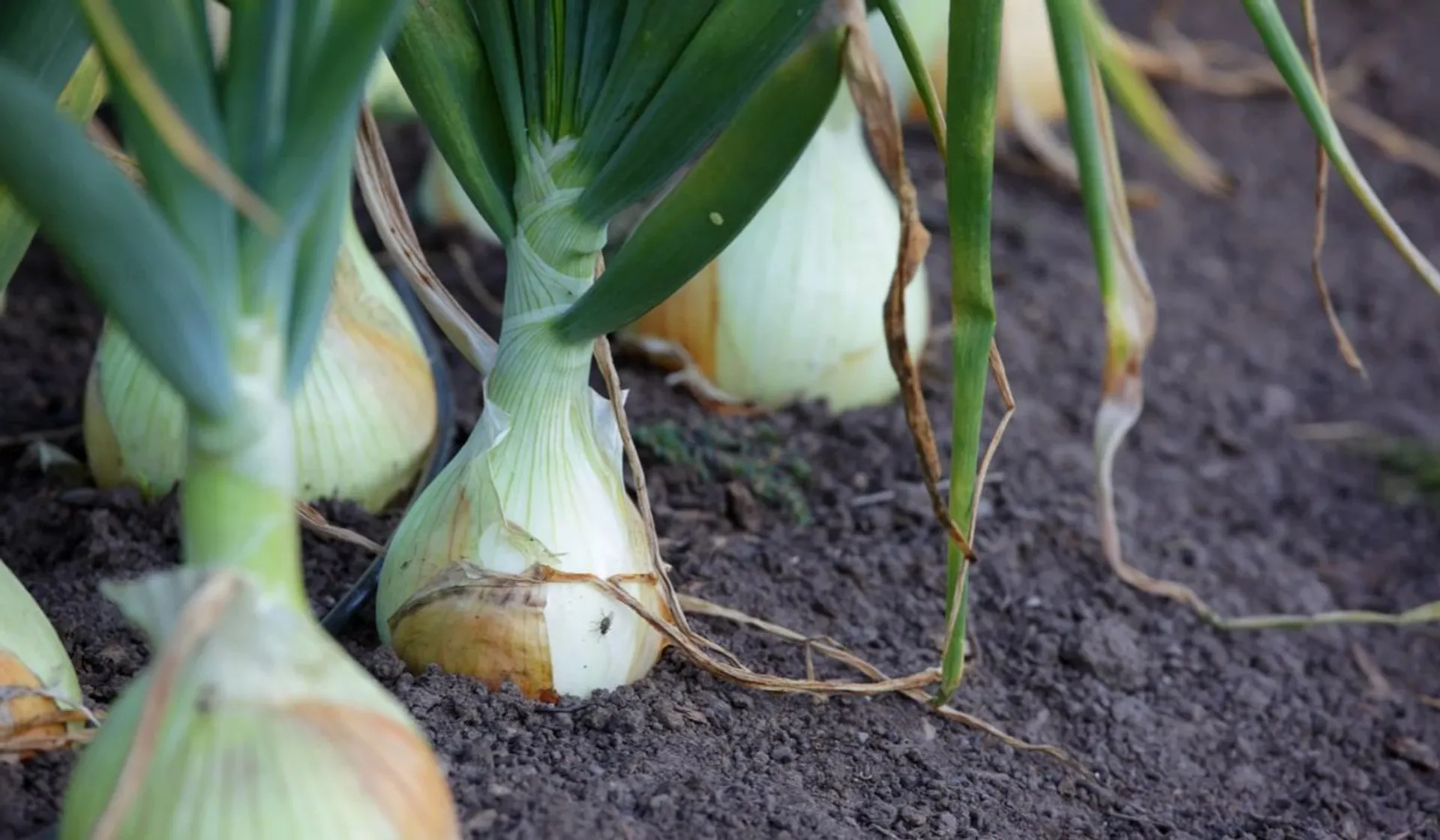 Wyjmij z szafki kuchennej i wymieszaj z wodą. Z takim opryskiem cebula ...