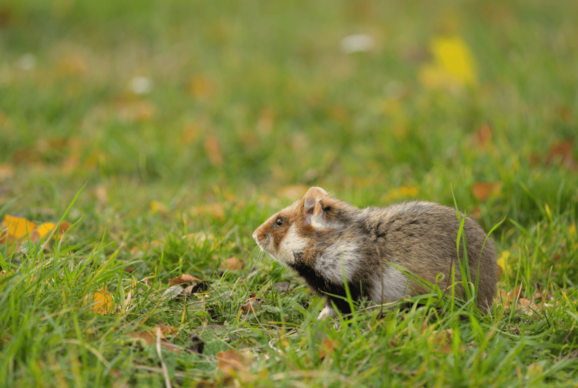 Za kilka lat mogą całkowicie wyginąć. Jak uratować chomiki europejskie ...