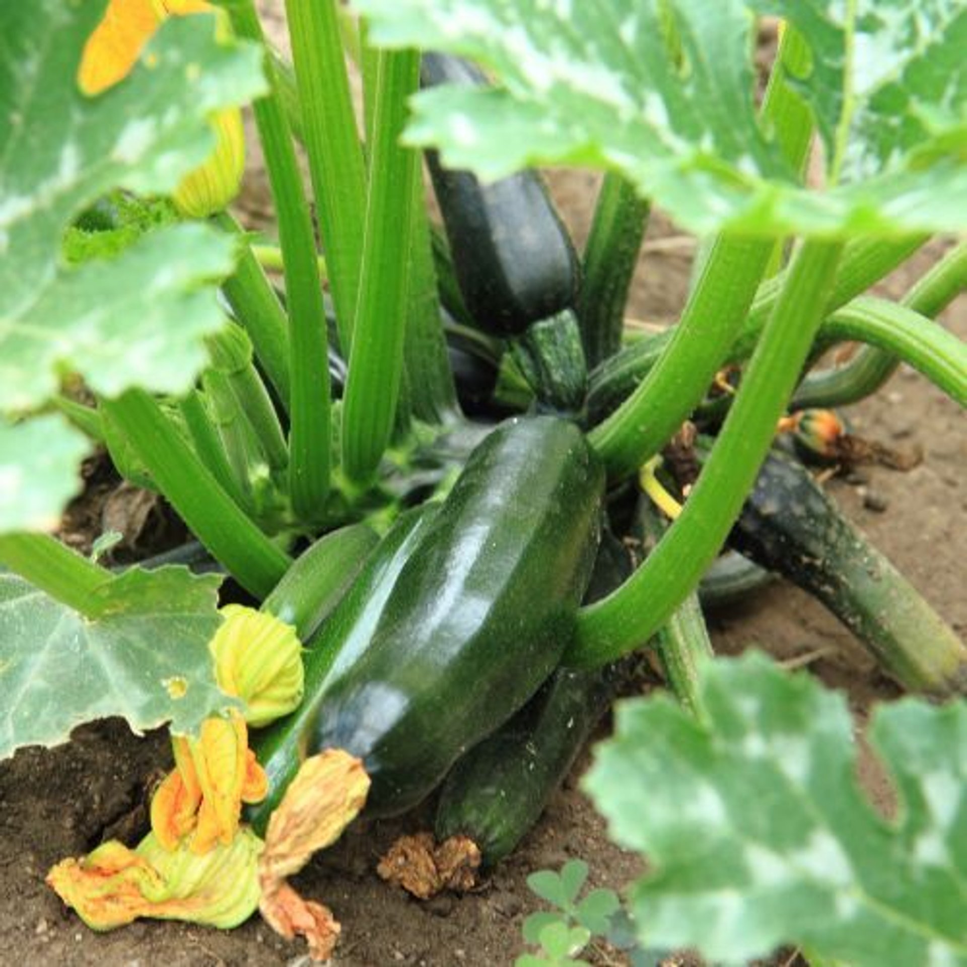 Jak siać cukinię? Jeden błąd i warzyw nie będzie | Domek i ogródek