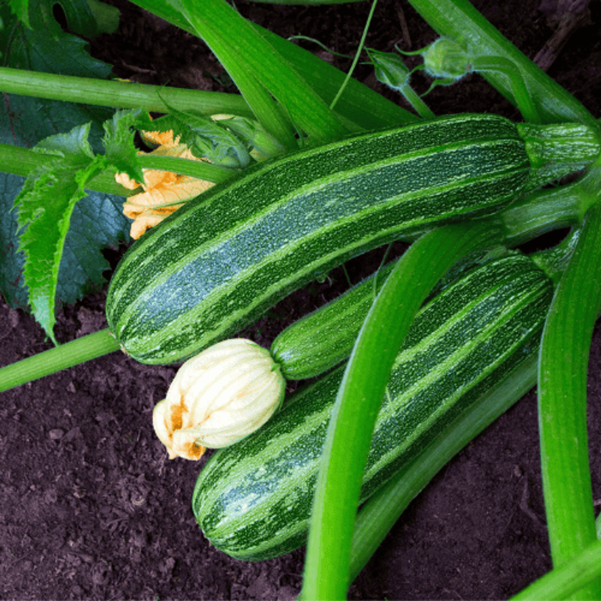Moje cukinie rosną wielkie jak przedramię i nigdy nie są robaczywe ...