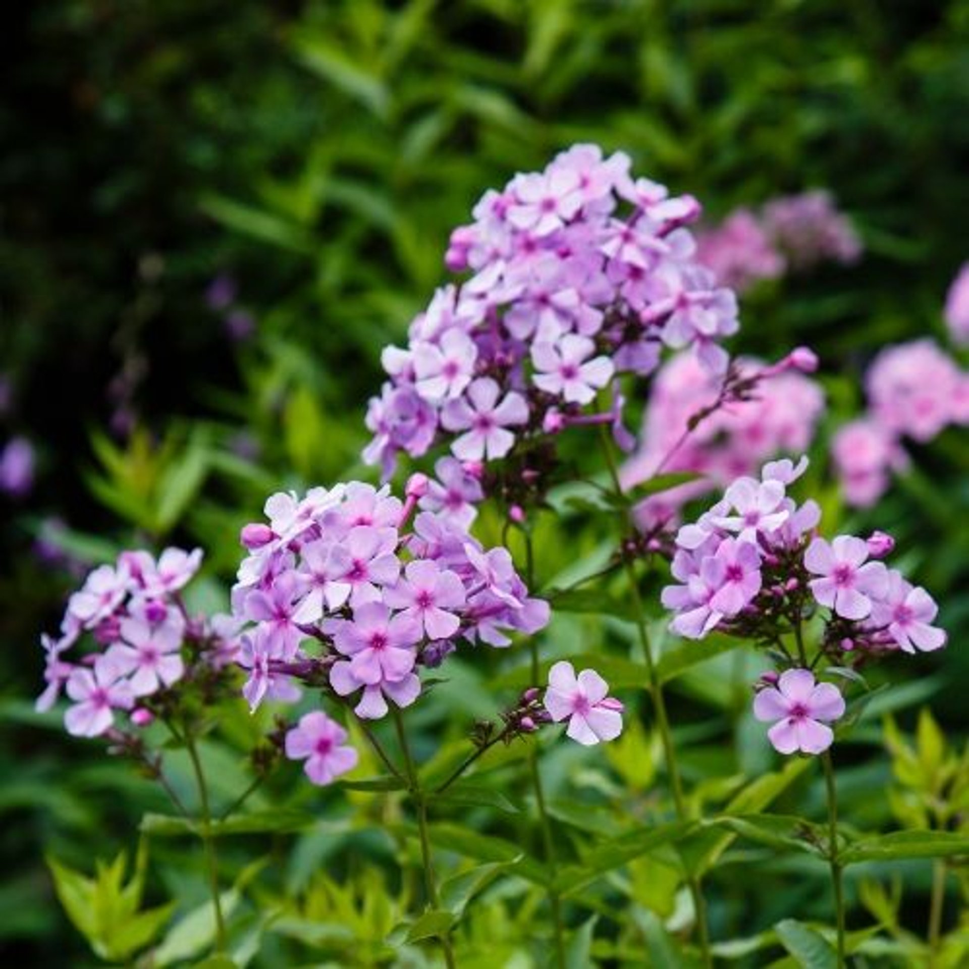 Tak trzeba dbać o floksy. Latem uginają się od kwiatów | Domek i ogródek