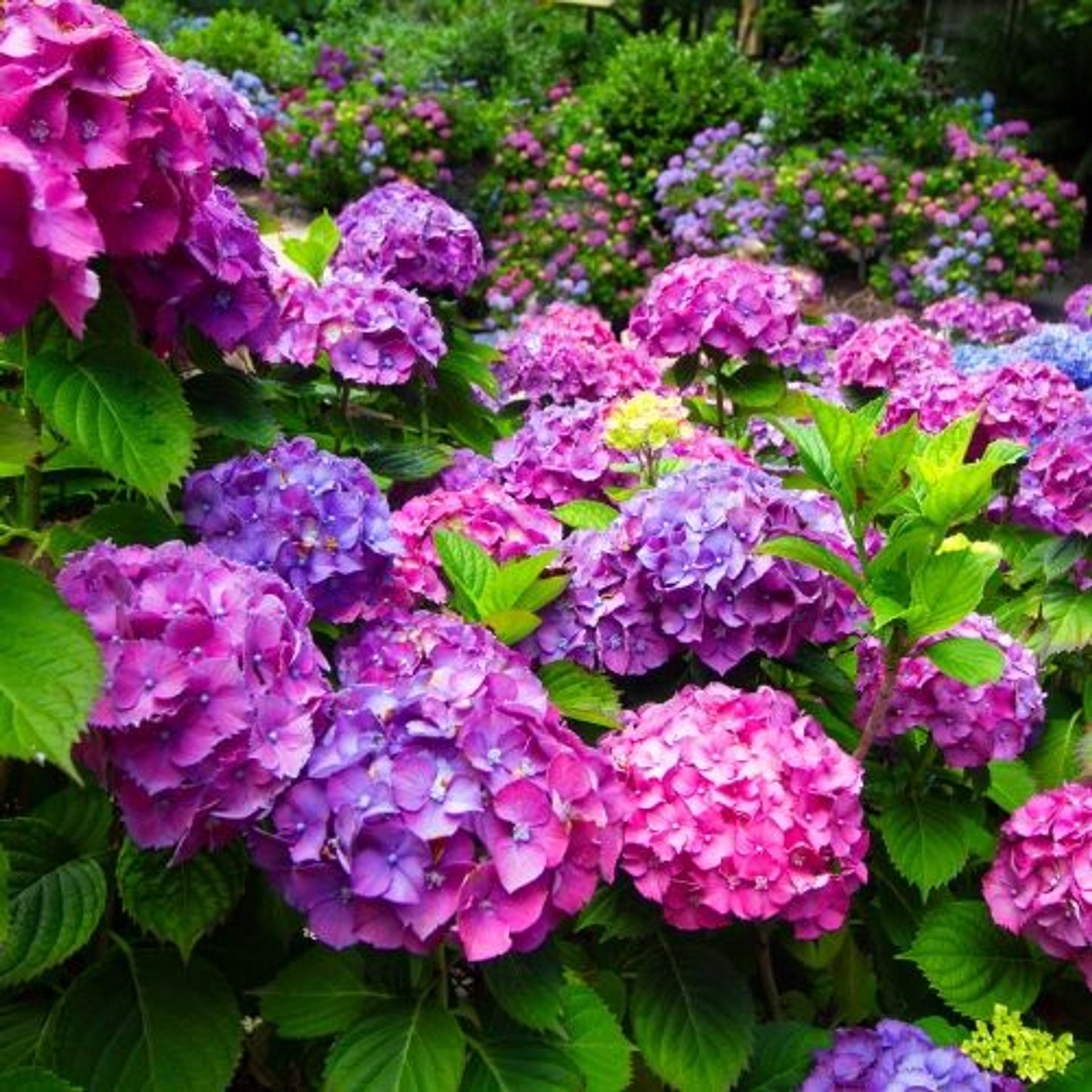 3 odżywki z kuchennych odpadów do hortensji. Kwiaty zachwycają kolorem ...