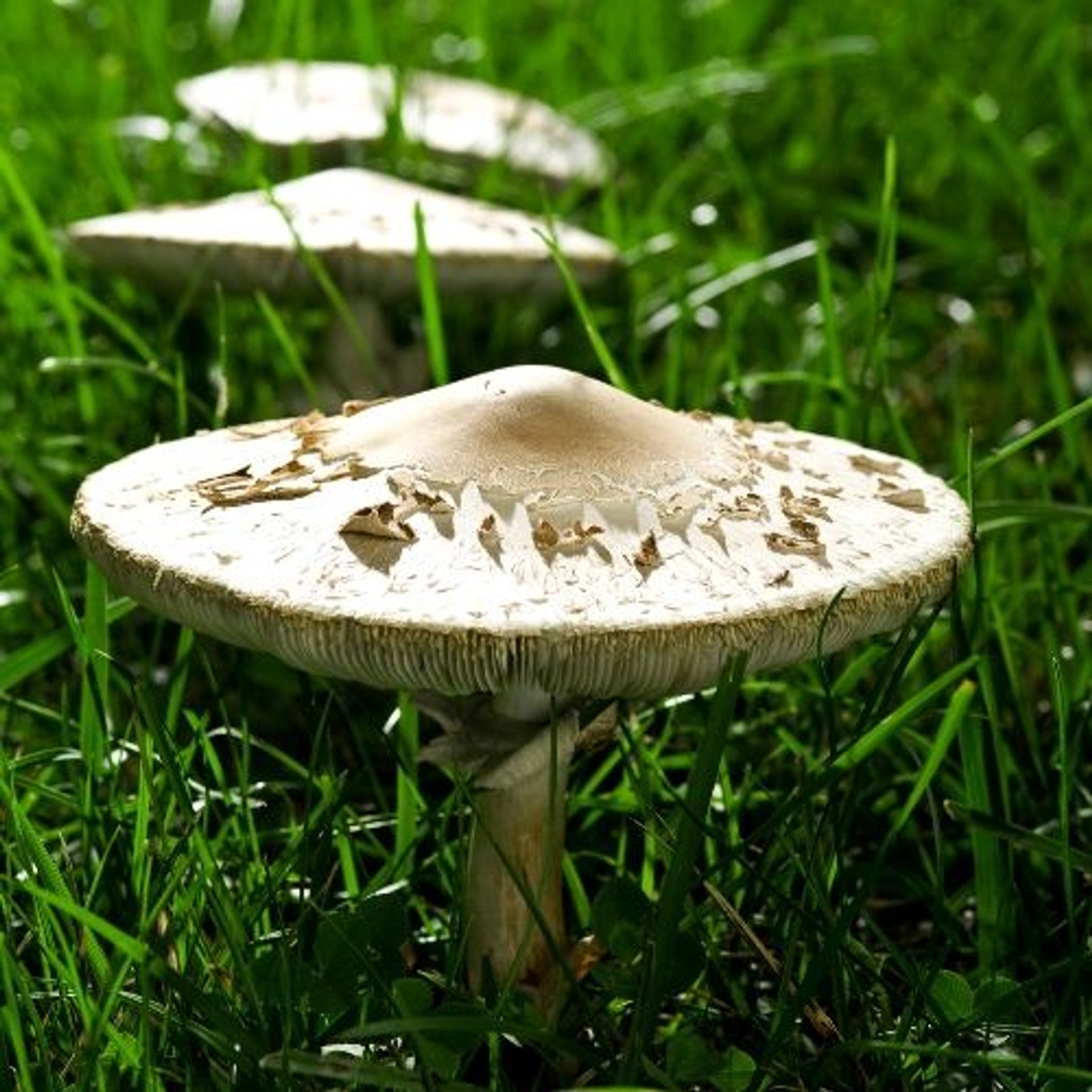 Nie tylko muchomor sromotnikowy. Te 3 gatunki grzybów wyglądają jak ...